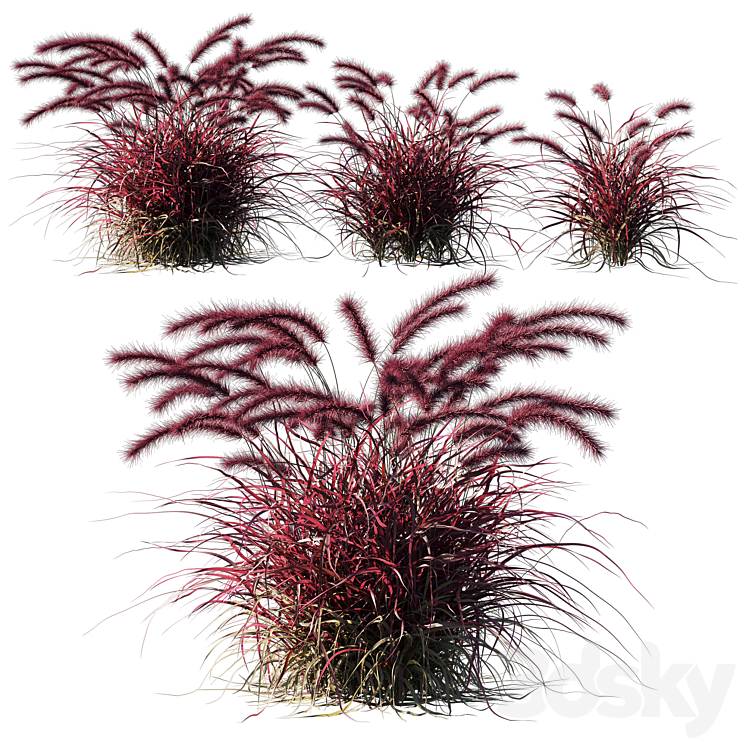 Purple fountain grass 02 - Grass - 3D model