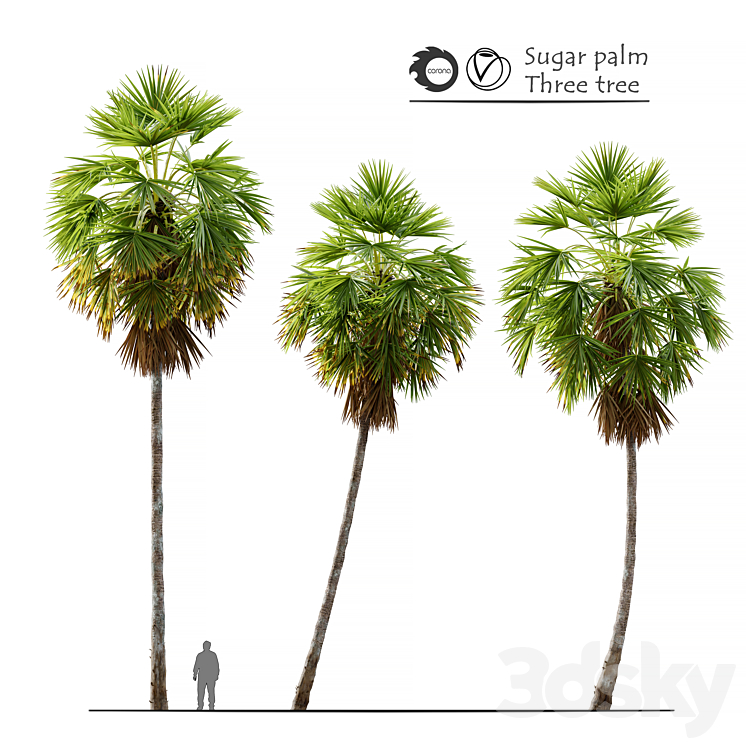Sugar palm - Tree - 3D model
