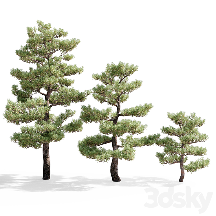 Pines (pinus) - Tree - 3D model