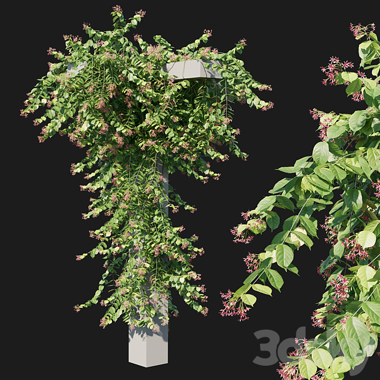 Combretum indicum 05 - Outdoor - 3D model