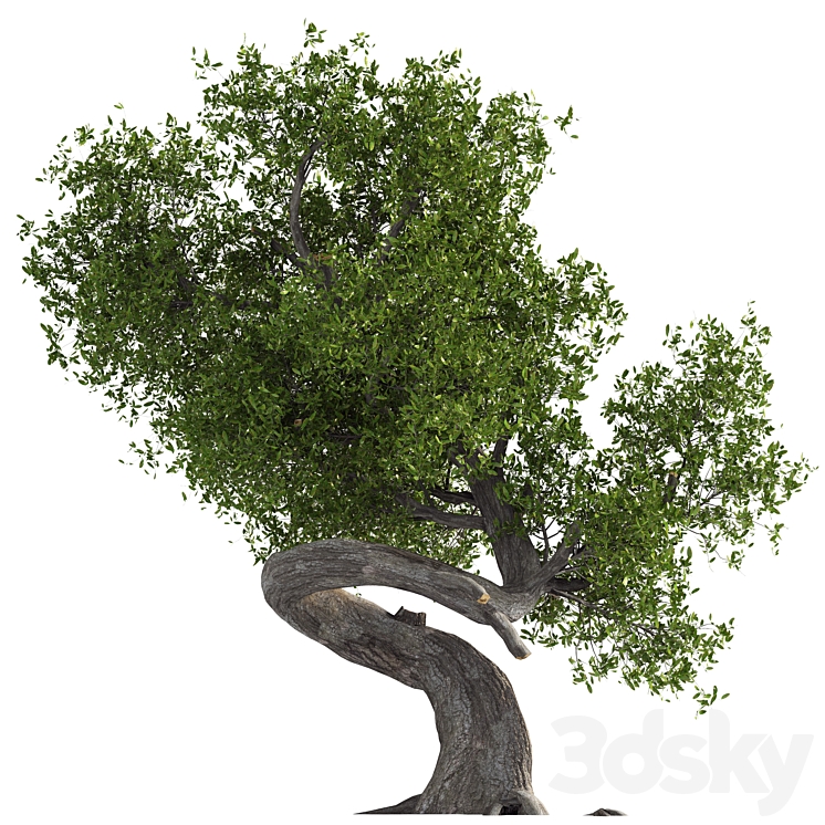 old tree - Tree - 3D model