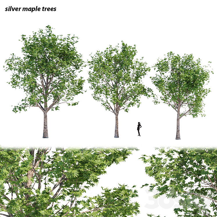 silver maple trees collection vol 34 - Tree - 3D model