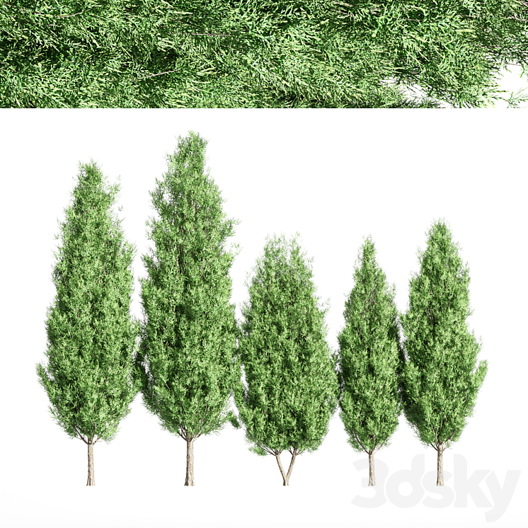 5 diffrent tree Italian Cypress - Tree - 3D model