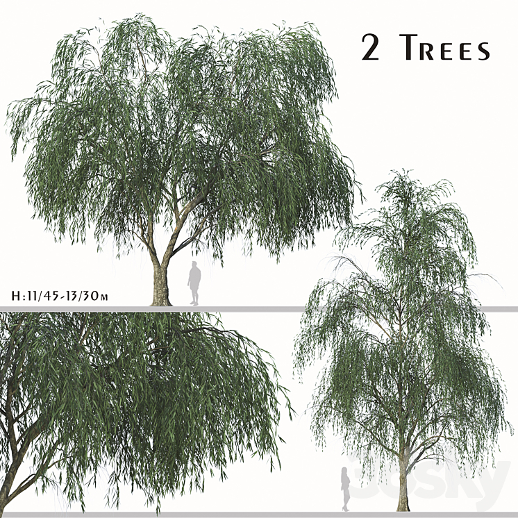 Set of Willow Acacia Tree (Acacia Salicina) (2Trees) - Tree - 3D model