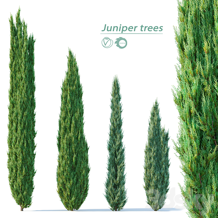 Juniper tree - Tree - 3D model