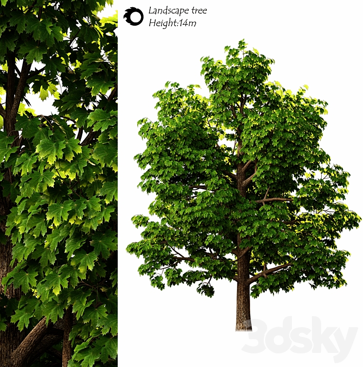 Land scape tree - Tree - 3D model