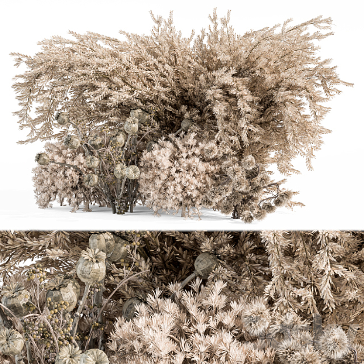Pampas Bush Dried - Bush Set 57 - Bush - 3D model