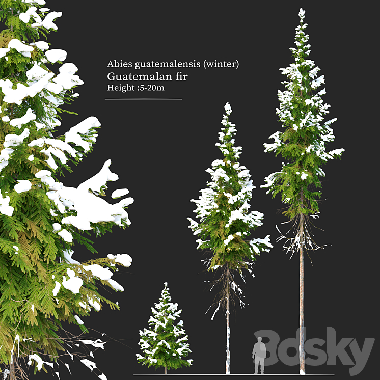 Abies guatemalensis (winter) - Tree - 3D model