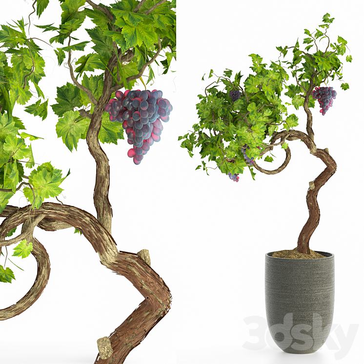 grapevine - Indoor - 3D model