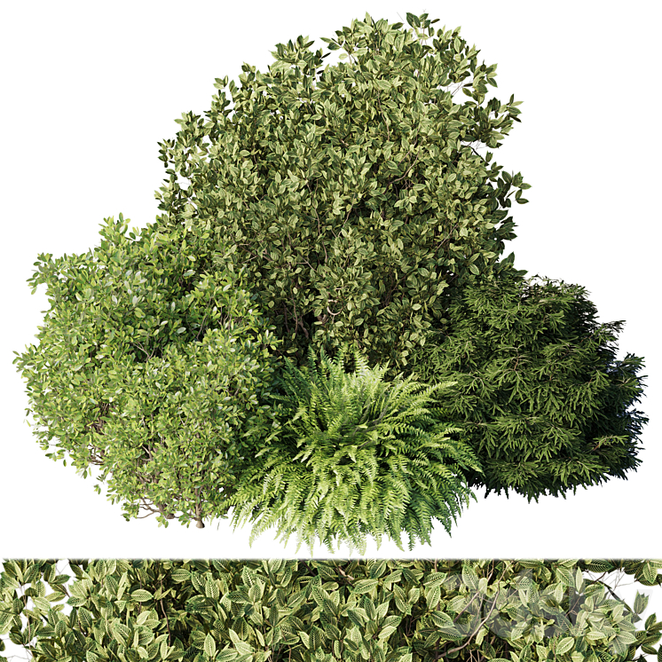 Collection mixed plants bush set 01 vray - Bush - 3D model