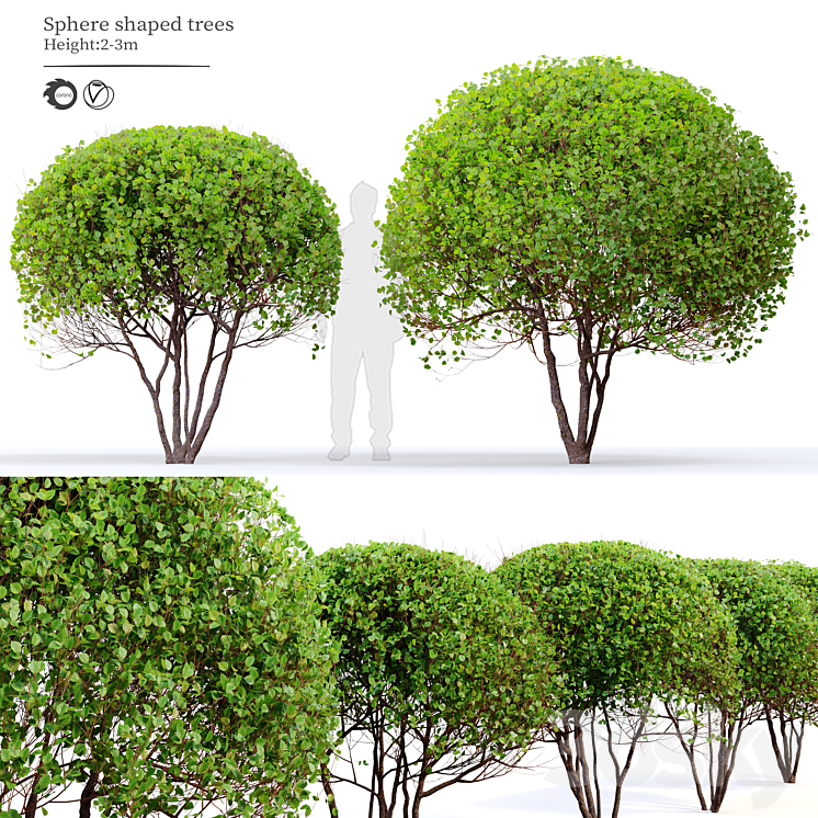 Sphere shaped trees - Bush - 3D model