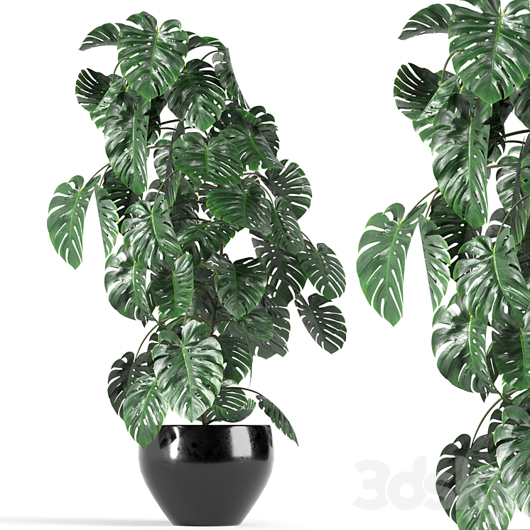 Monastra plant v01 - Indoor - 3D model