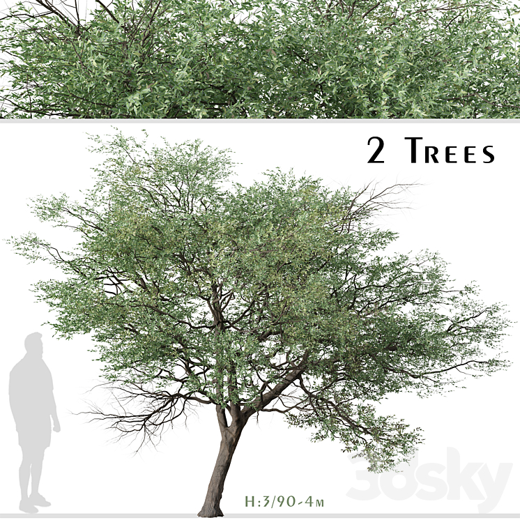Set of Terminalia sericea Tree ( Silver cluster leaf ) (2 Trees) - Tree ...