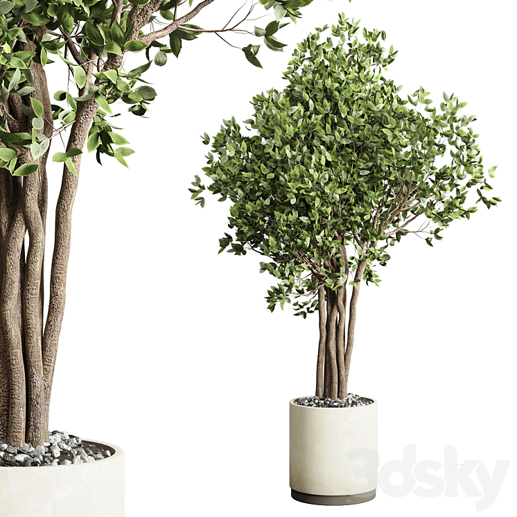 ficus benjamin tree and concrete vase 204 - Indoor - 3D model