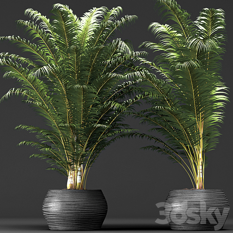 Dypsis lutescens set, Decorative palm tree, Dipsis, howea, kentia, bush ...