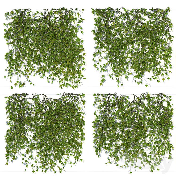 Ivy Wall 12 - Outdoor - 3D model