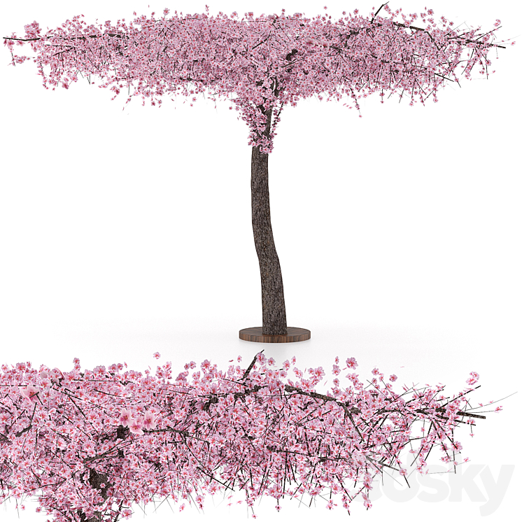 sakura tree - Tree - 3D model