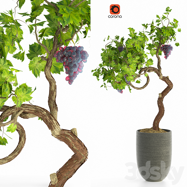 Grapevine Vol 02 - Indoor - 3D model