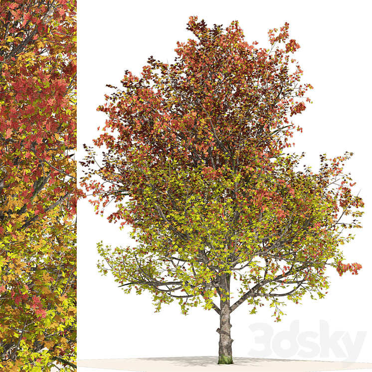 Autumn mountain maple tree - Tree - 3D model