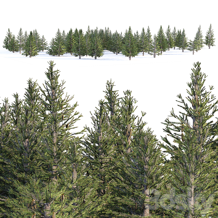 spruce forest trees - Tree - 3D model