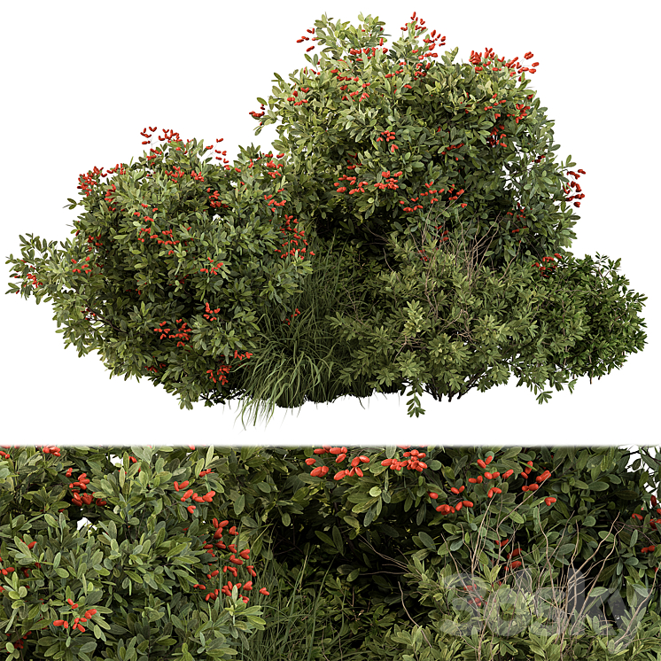 Berry Bush Set 97 - Bush - 3D model