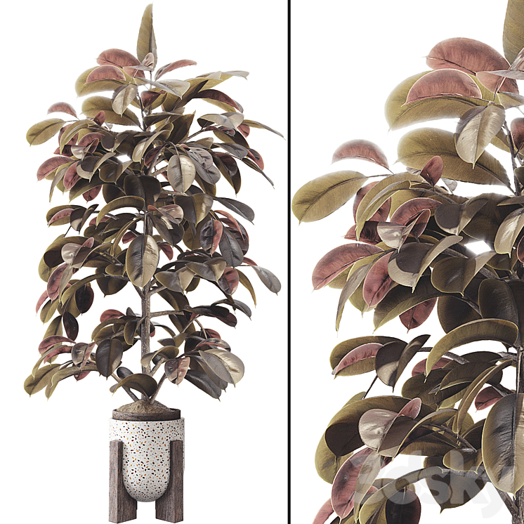 ficus elastica tree rubber plant 02 - Indoor - 3D model