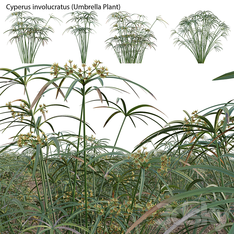 Cyperus involucratus - Umbrella Plant - Grass - 3D model