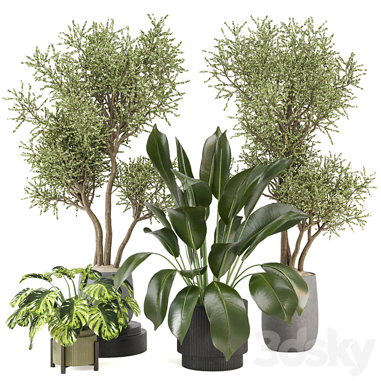 indoor Plants Collection - Set 646 - Indoor - 3D model