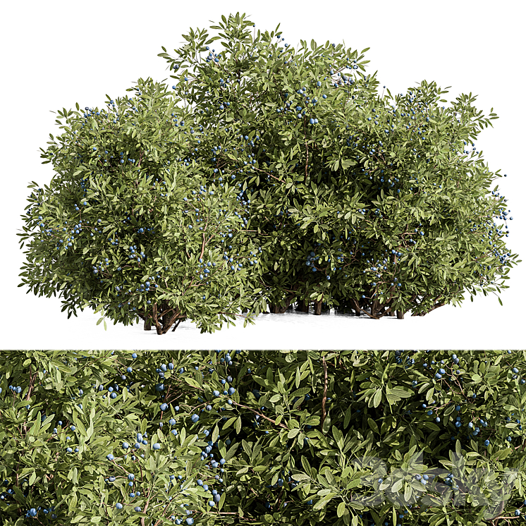 Blueberry Plant Bush Set 109 - Bush - 3D model
