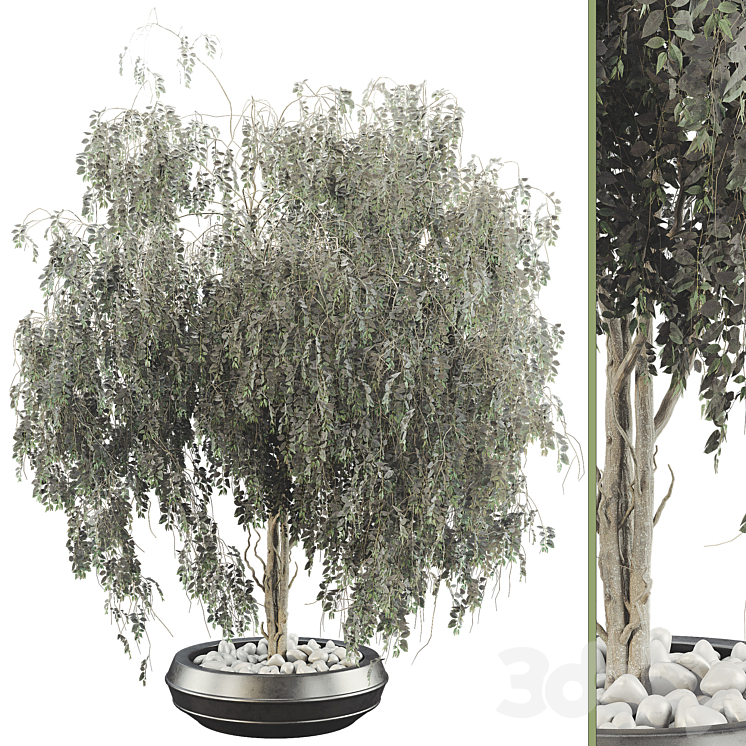 Plant Collection Set 53 _ Decorative Potted Tree - Outdoor - 3D model