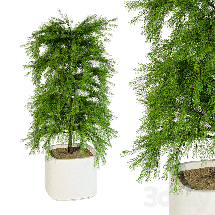 Indoor Plant - Pine Tree - No.40 - Indoor - 3D model