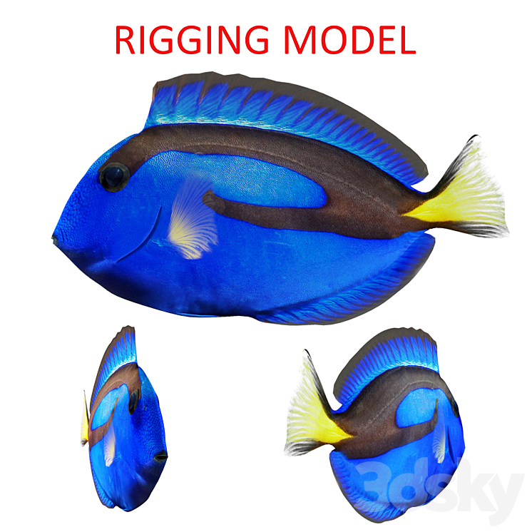 Blue tang fish rigging - Creature - 3D model