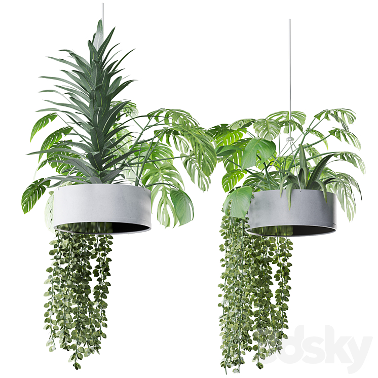 Hanging plant set (3) - Indoor - 3D model