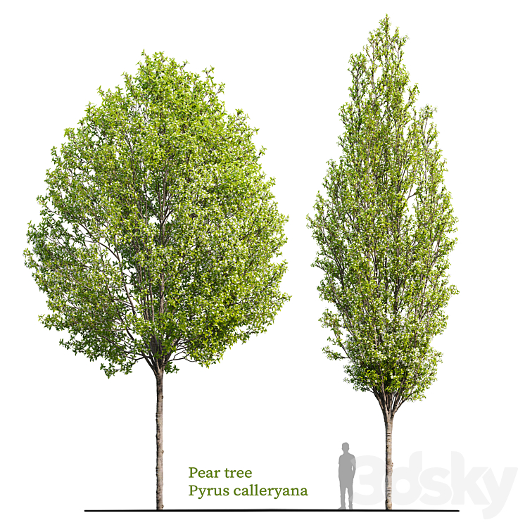 Callery pear 02 - Tree - 3D model