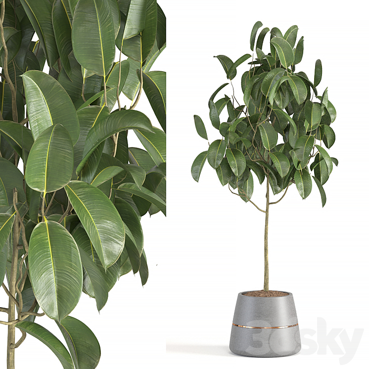 Ficus Elastica Plant 02 - Indoor - 3D model