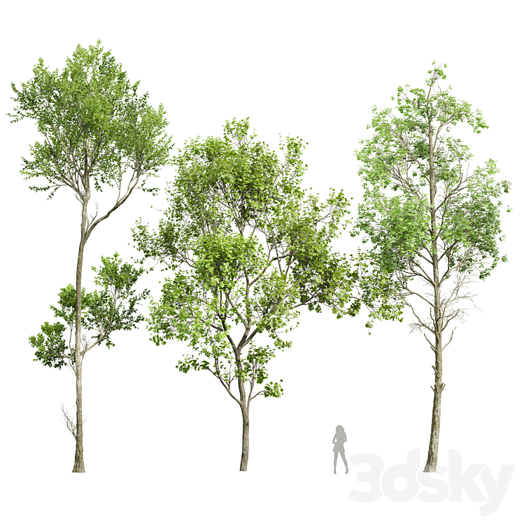 spring trees 2 - Tree - 3D model
