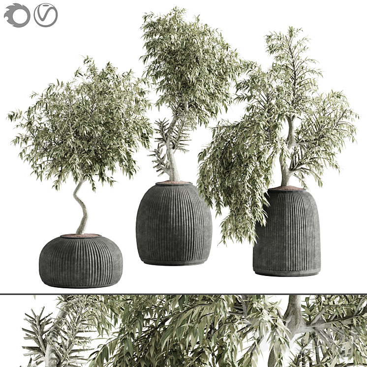 plant collection set 10 - Indoor - 3D model