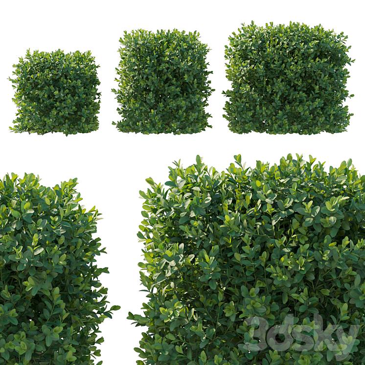 Boxwood bush - Bush - 3D model