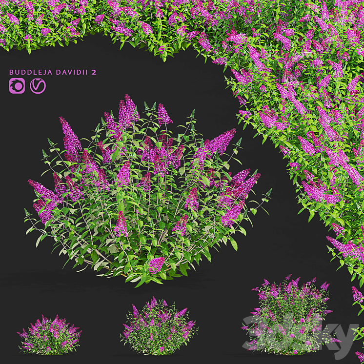 Buddley David bushes | Buddleja davidii 2 - Outdoor - 3D model