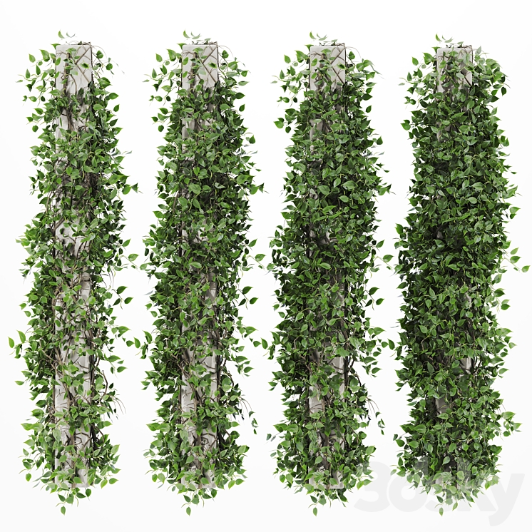 ivy Plants 24 - Outdoor - 3D model