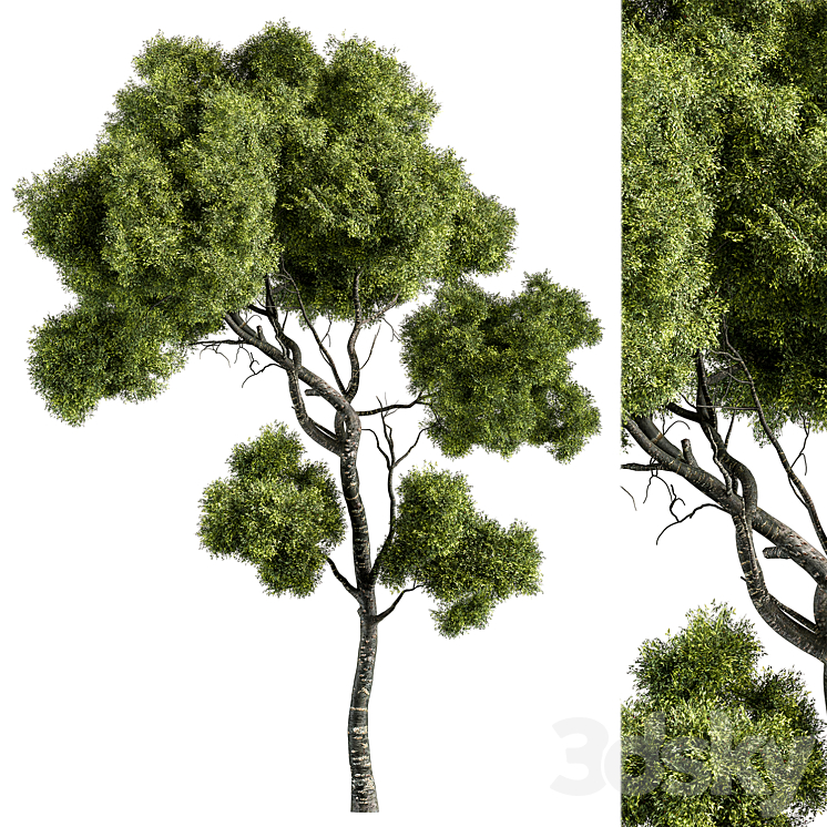 Wild Cherry - Tree Set 201 - Tree - 3D model