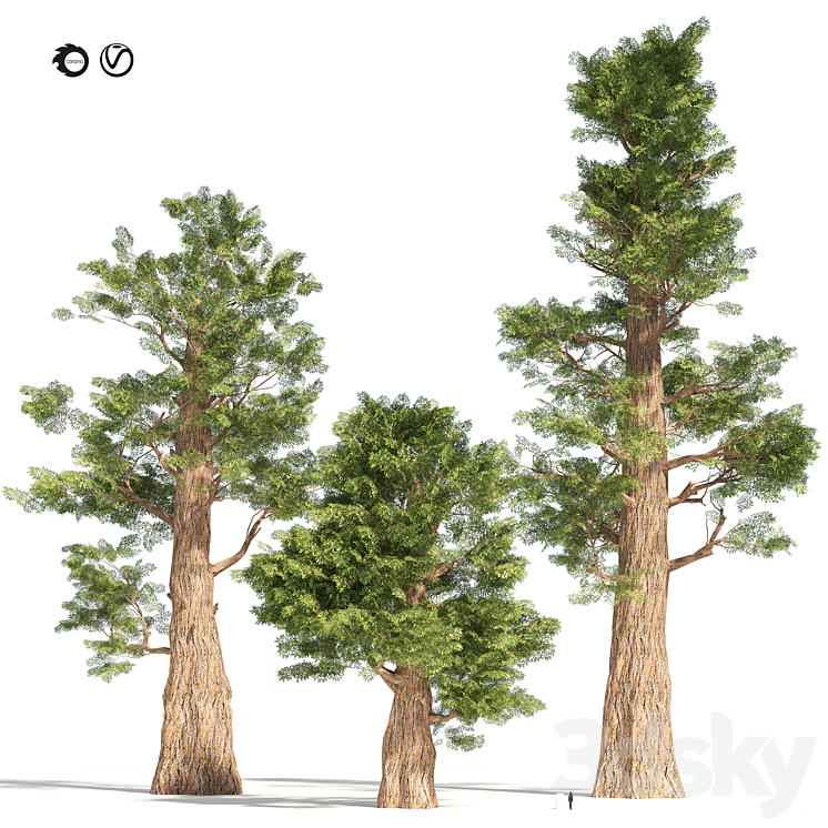 Rigged giant and dawn redwood trees - Tree - 3D model