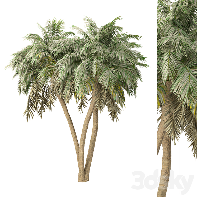 Palm Tree No.33 - Tree - 3D model