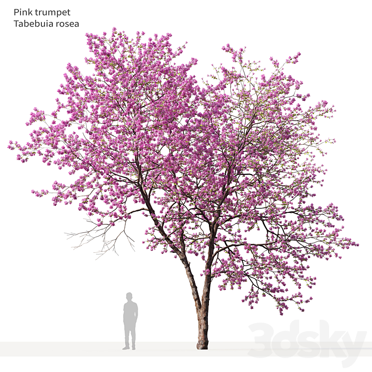 pink trumpet tree - Tree - 3D model