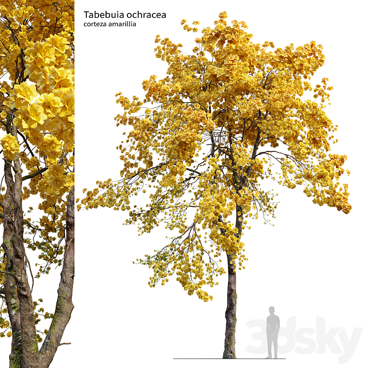 Tabebuia ochracea - Tree - 3D model