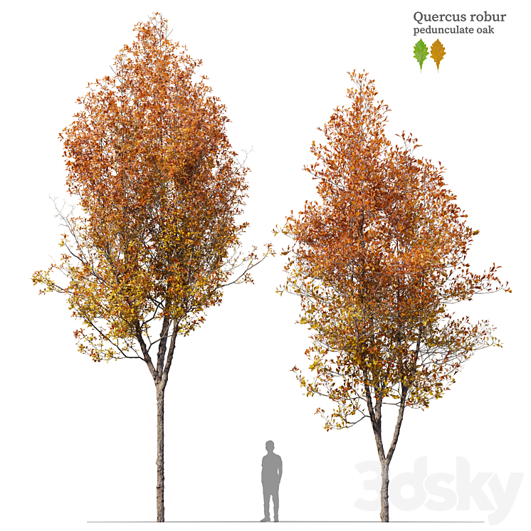 Quercus robur - Tree - 3D model