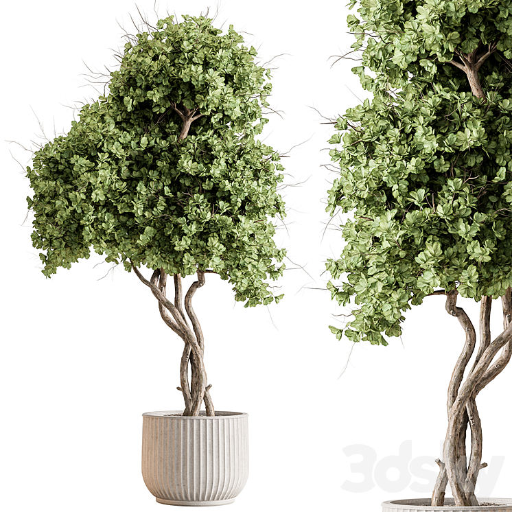Indoor Plant 608 - Sea Randa - Indoor - 3D model