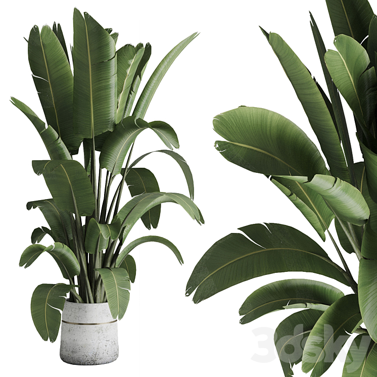 Corner Plant - Pot plant ravenala tree for the corner - indoor plant ...