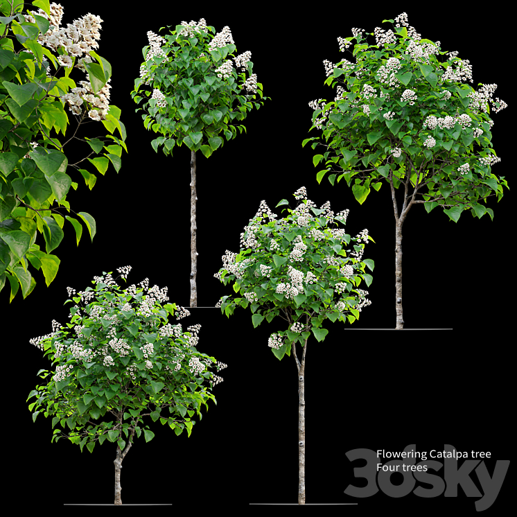 Catalpa tree 02 - Tree - 3D model