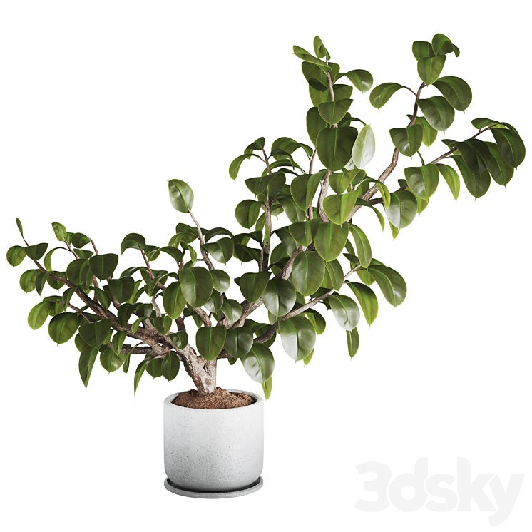 Ficus Elastica Rubber Tree Set 250 - Indoor - 3D model